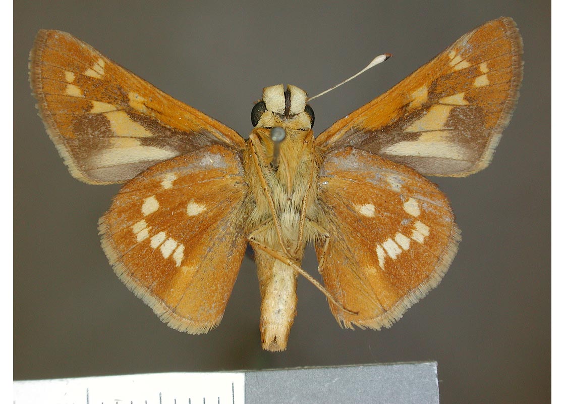 Hesperia l. leonardus (type specimens, page 2)
